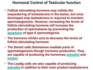 Testes: structure & endocrine function | PDF