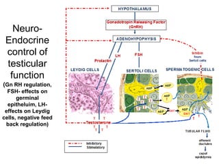 Testes: structure & endocrine function | PDF