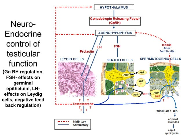 Testes: structure & endocrine function | PDF
