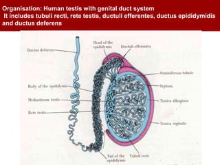 Testes: structure & endocrine function | PDF