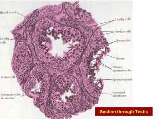 Testes: structure & endocrine function | PDF