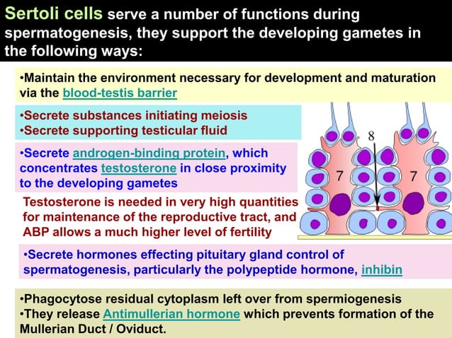 Testes: structure & endocrine function | PDF