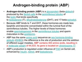 Testes: structure & endocrine function | PDF