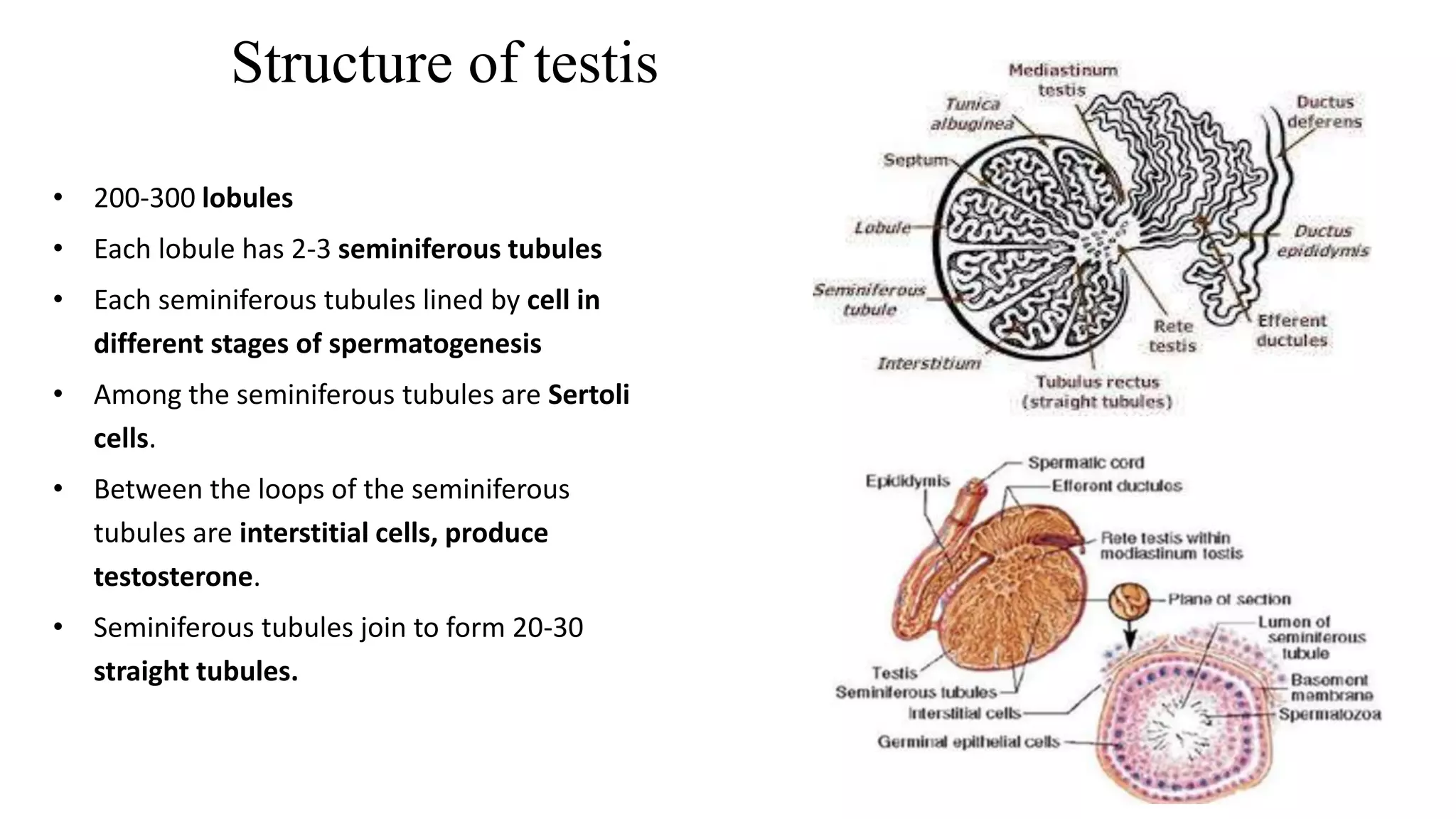 TESTICULAR CANCERS | PPTX