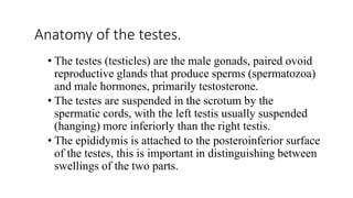 Testes pathology | PPTX