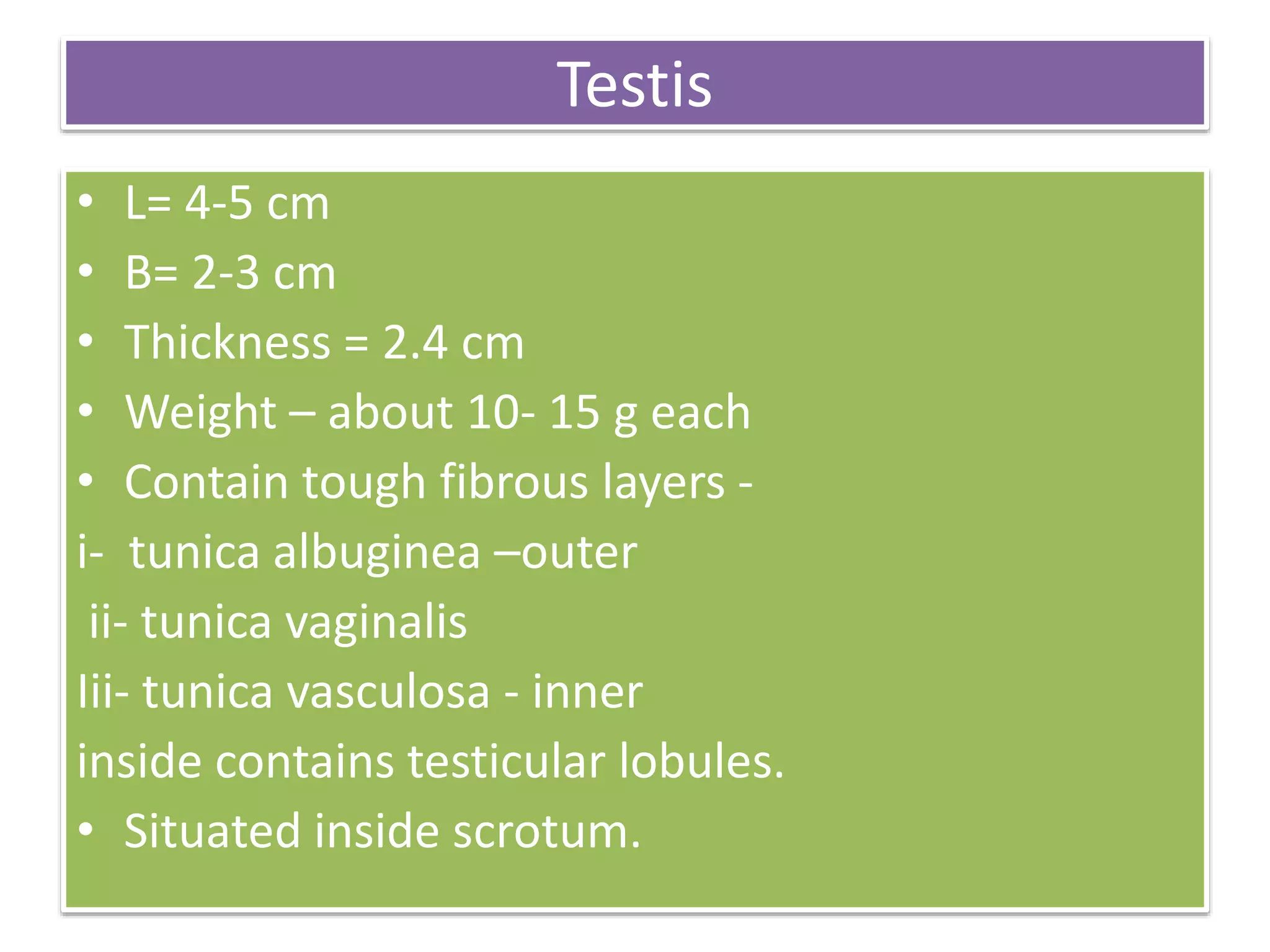 Human Testes | PPTX