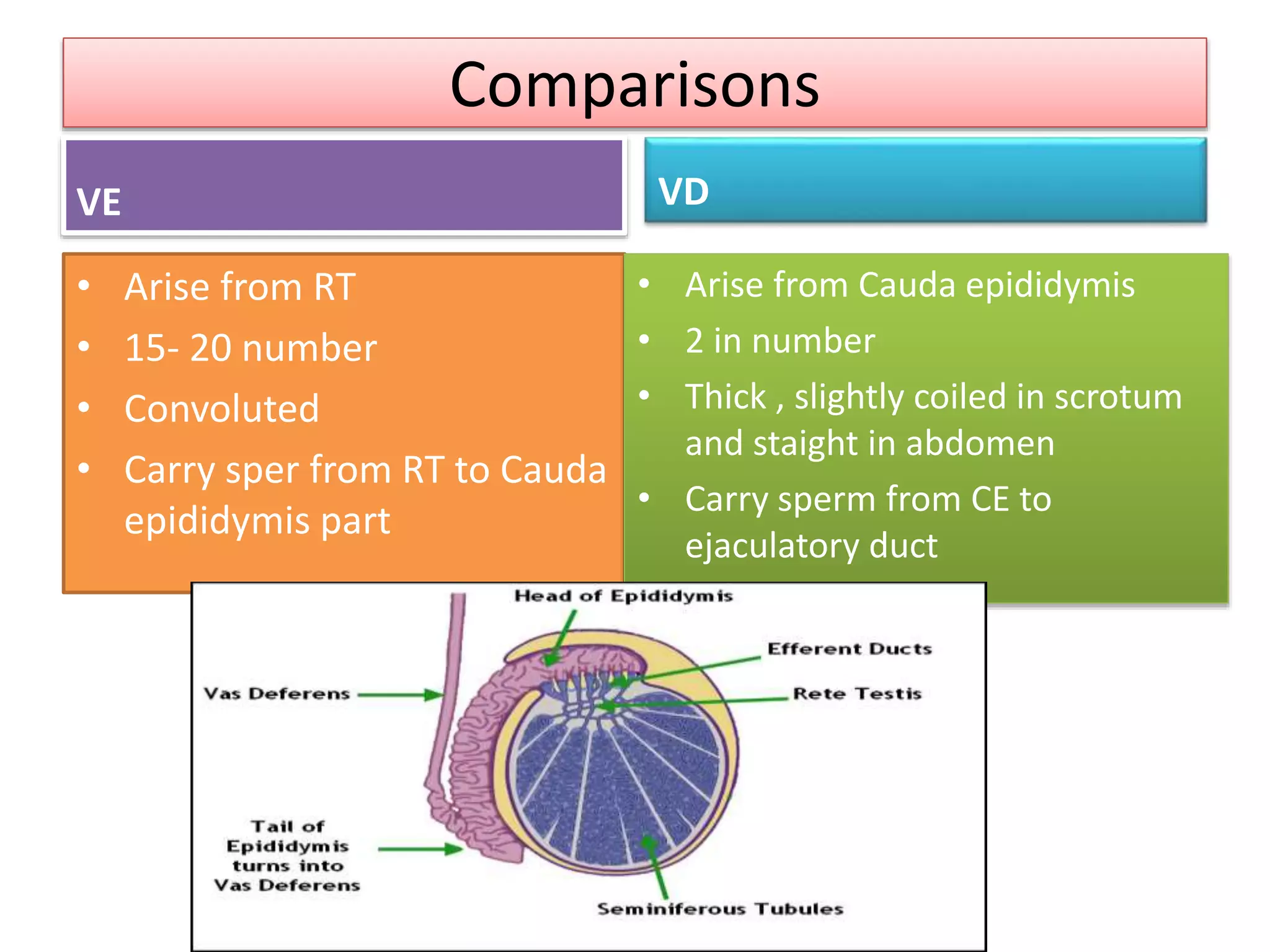 Human Testes | PPTX