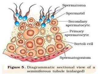 Human Testes | PPTX
