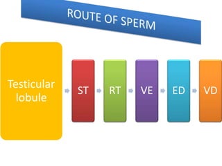 Human Testes | PPTX