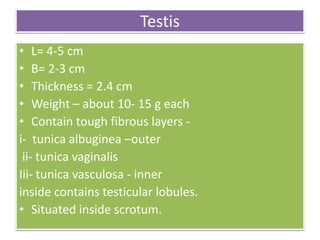 Human Testes | PPTX