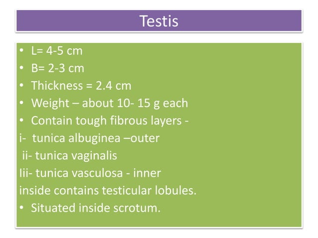 Human Testes | PPT