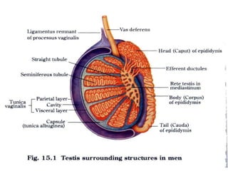 Human Testes | PPTX