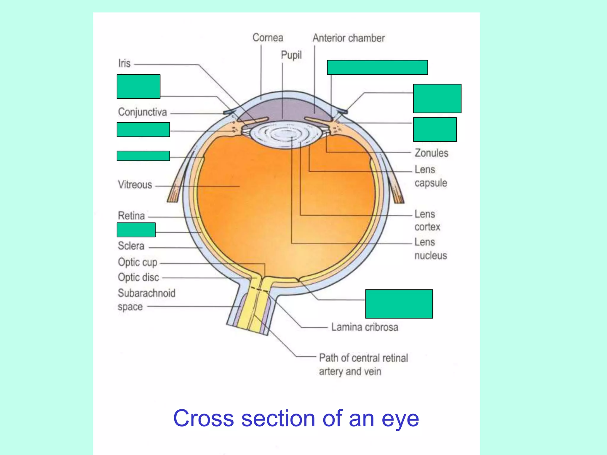 Test eye structure | PPTX