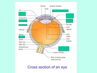 Test eye structure | PPTX