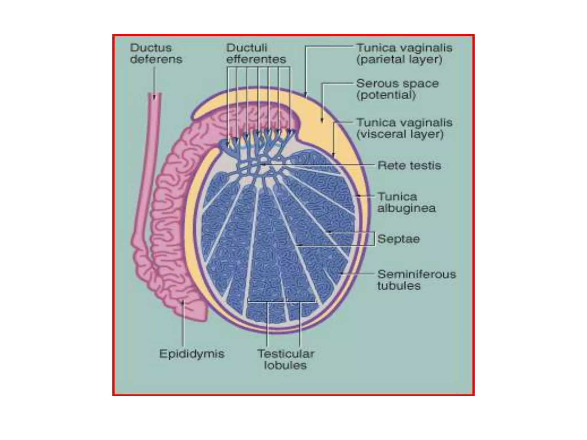 Testicular biopsy | PPTX