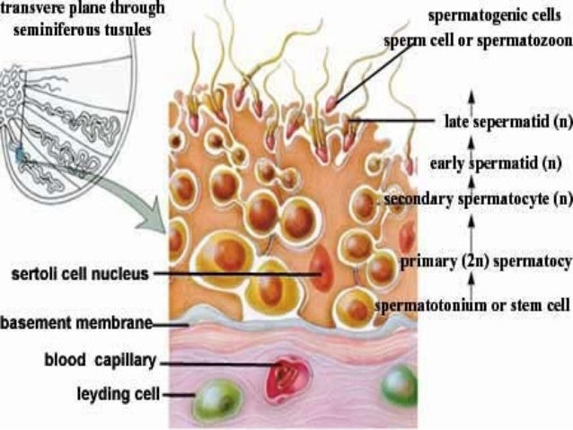 Testicular Biopsy Slides