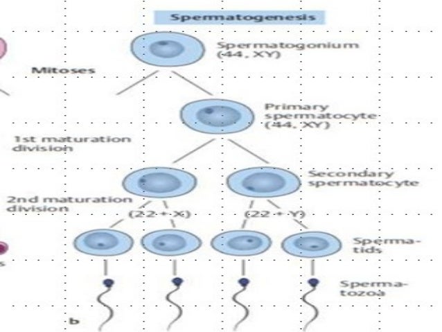 Testicular biopsy slides