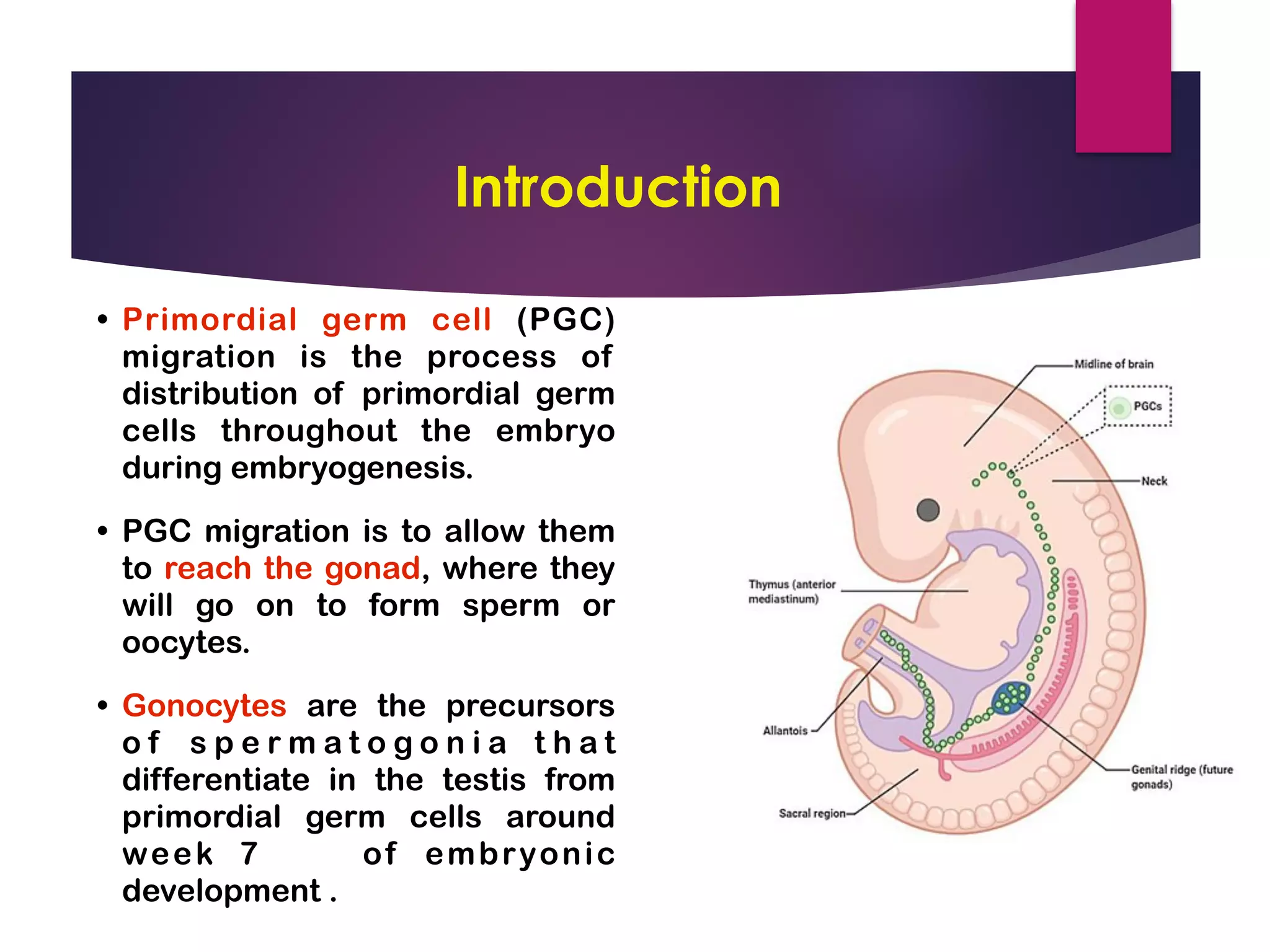 Testicular Ca.pdf
