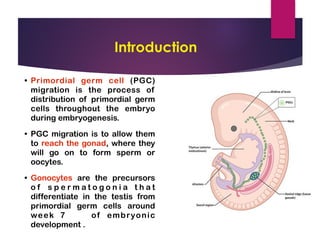 Testicular Ca.pdf
