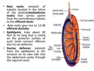 Testicular cancer | PPTX