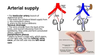 Testicular cancer.pptx