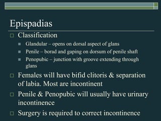 Testicular Disorders & Erectile Dysfunction | PPT