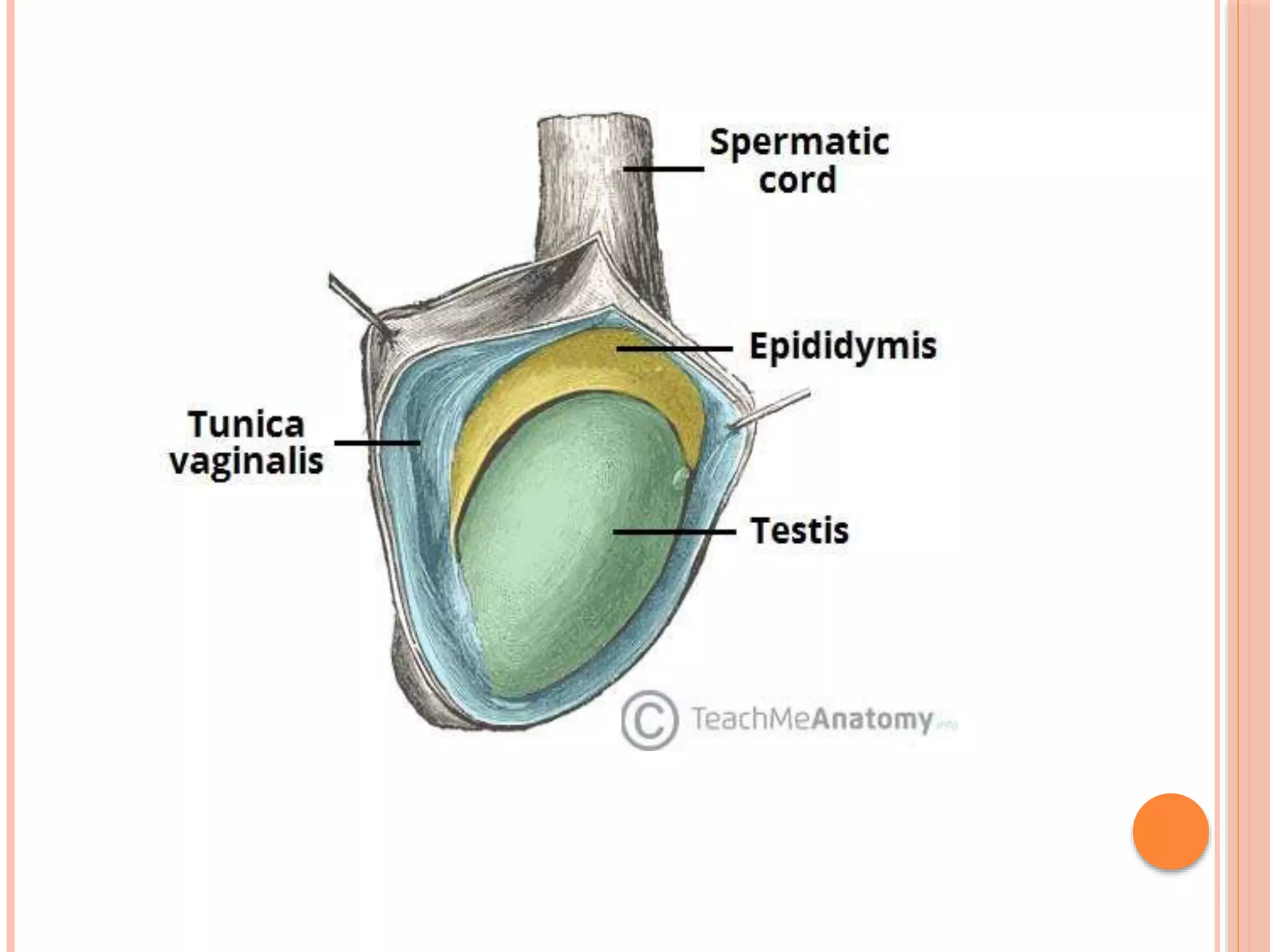 Testicular examination | PPTX