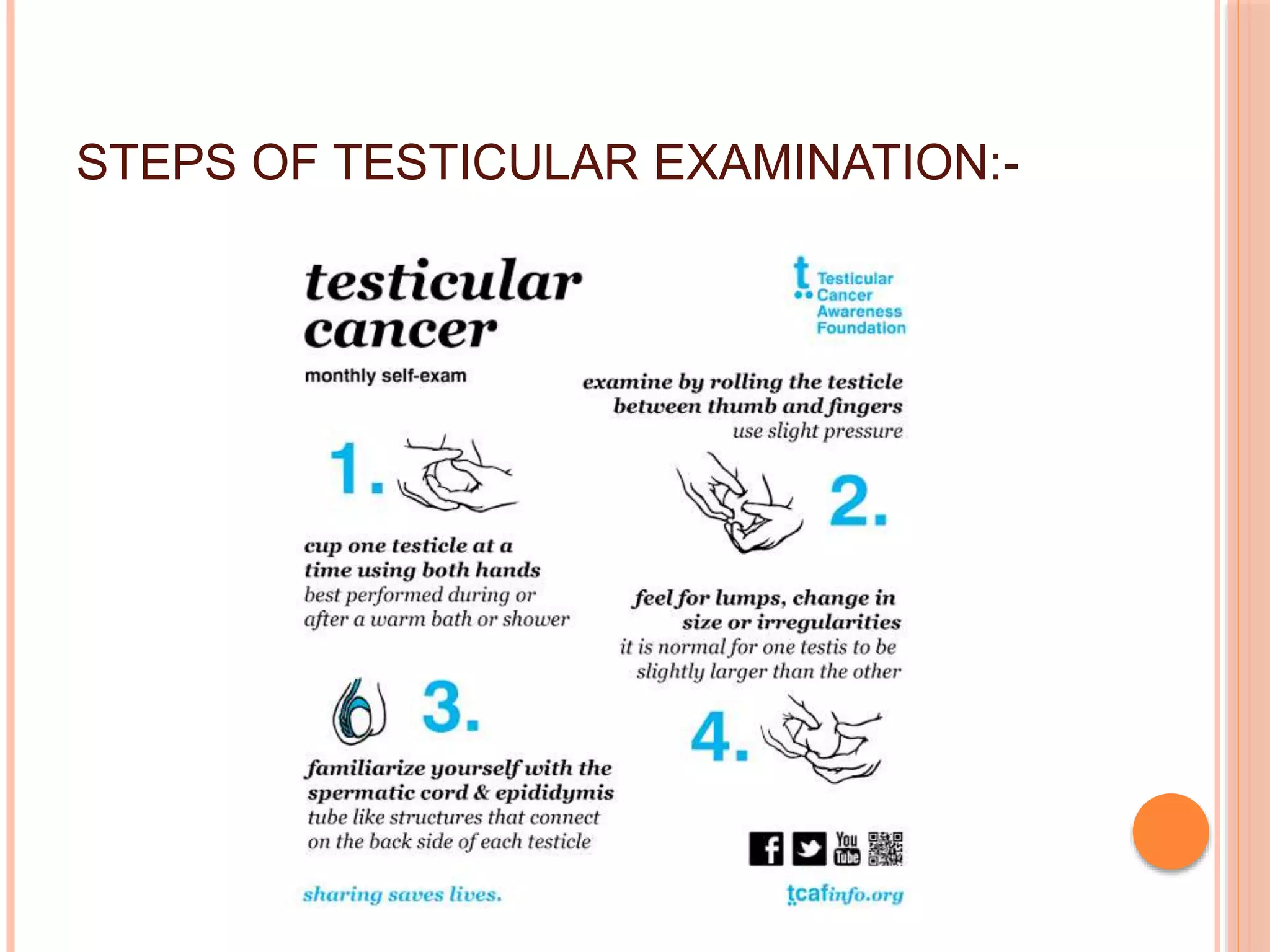 Testicular examination | PPTX