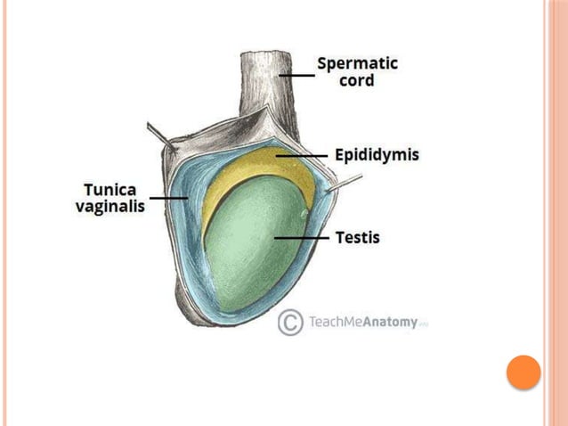 Testicular examination | PPTX