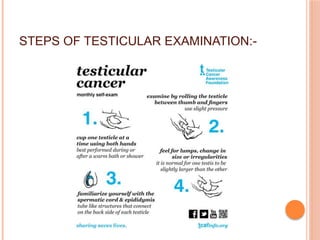Testicular Exam