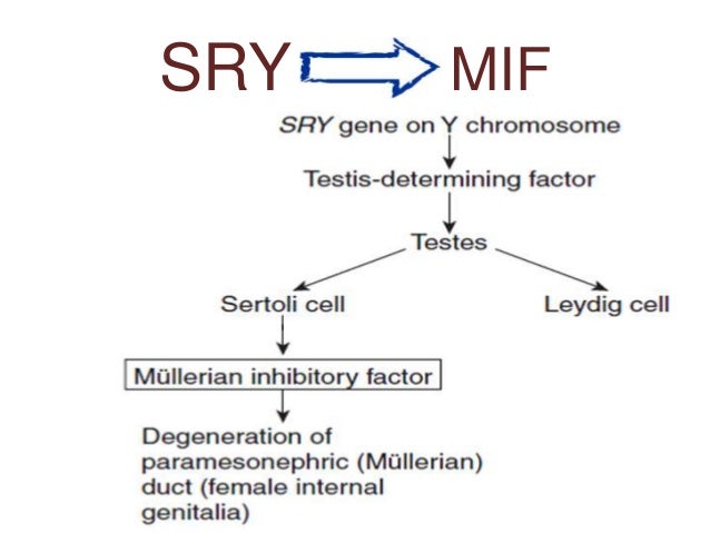 Testicular Feminization Syndrome