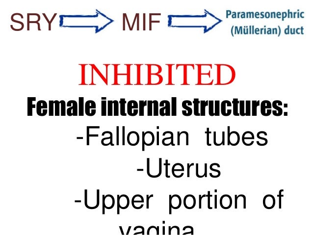Testicular Feminization Syndrome