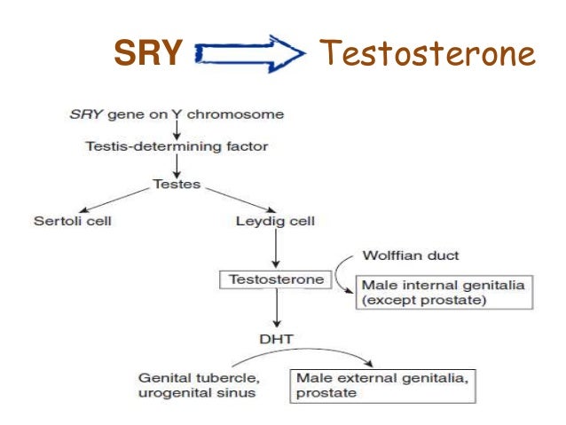 Testicular Feminization Syndrome