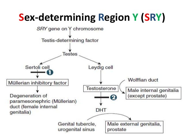 Testicular Feminization Syndrome