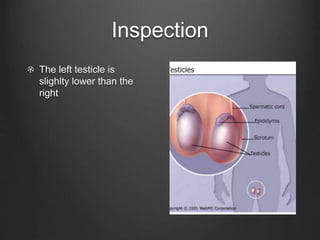 Testicular pain in emergency | PPTX