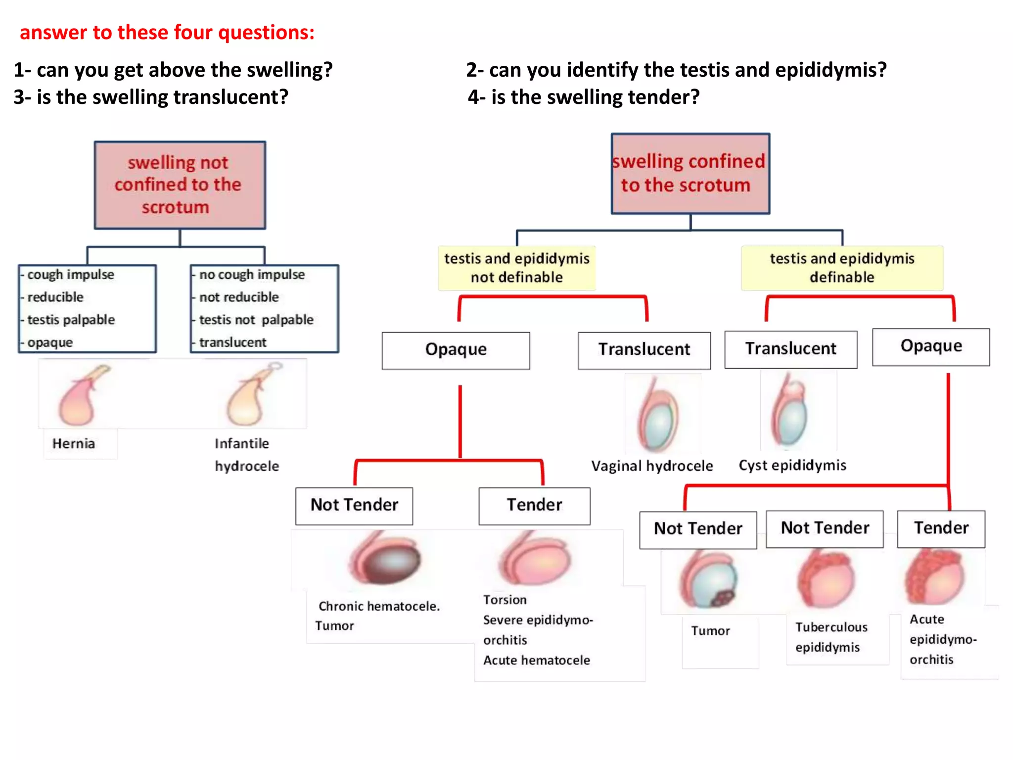 Testicular swelling | PPTX