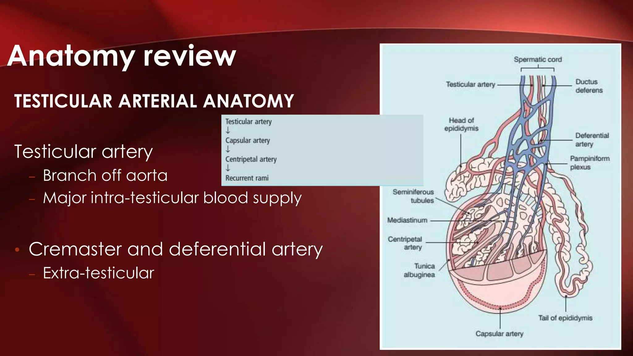 Testicular Torsion | PPTX