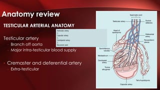Testicular Torsion | PPTX