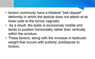 Testicular torsion/ Torsion of testes | PPT