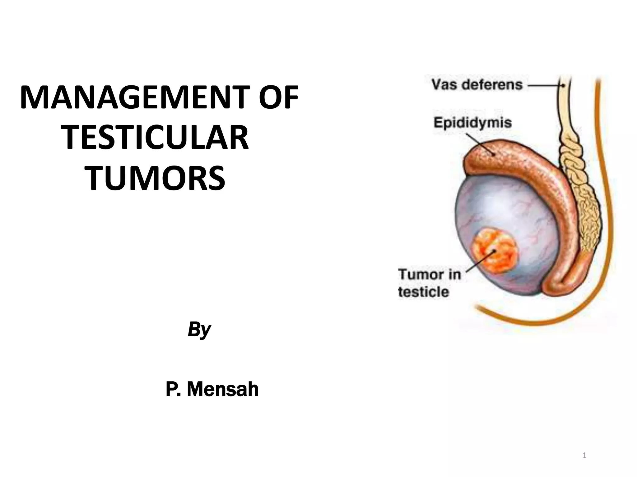 Non Cancerous Testicular Tumor – Affection Non Cancéreeuse Du Testicule ...