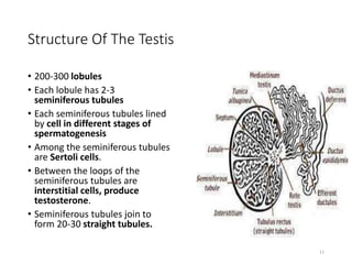 Management of Testicular Tumors | PPT
