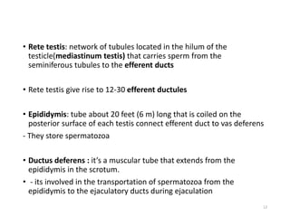 Management of Testicular Tumors | PPT