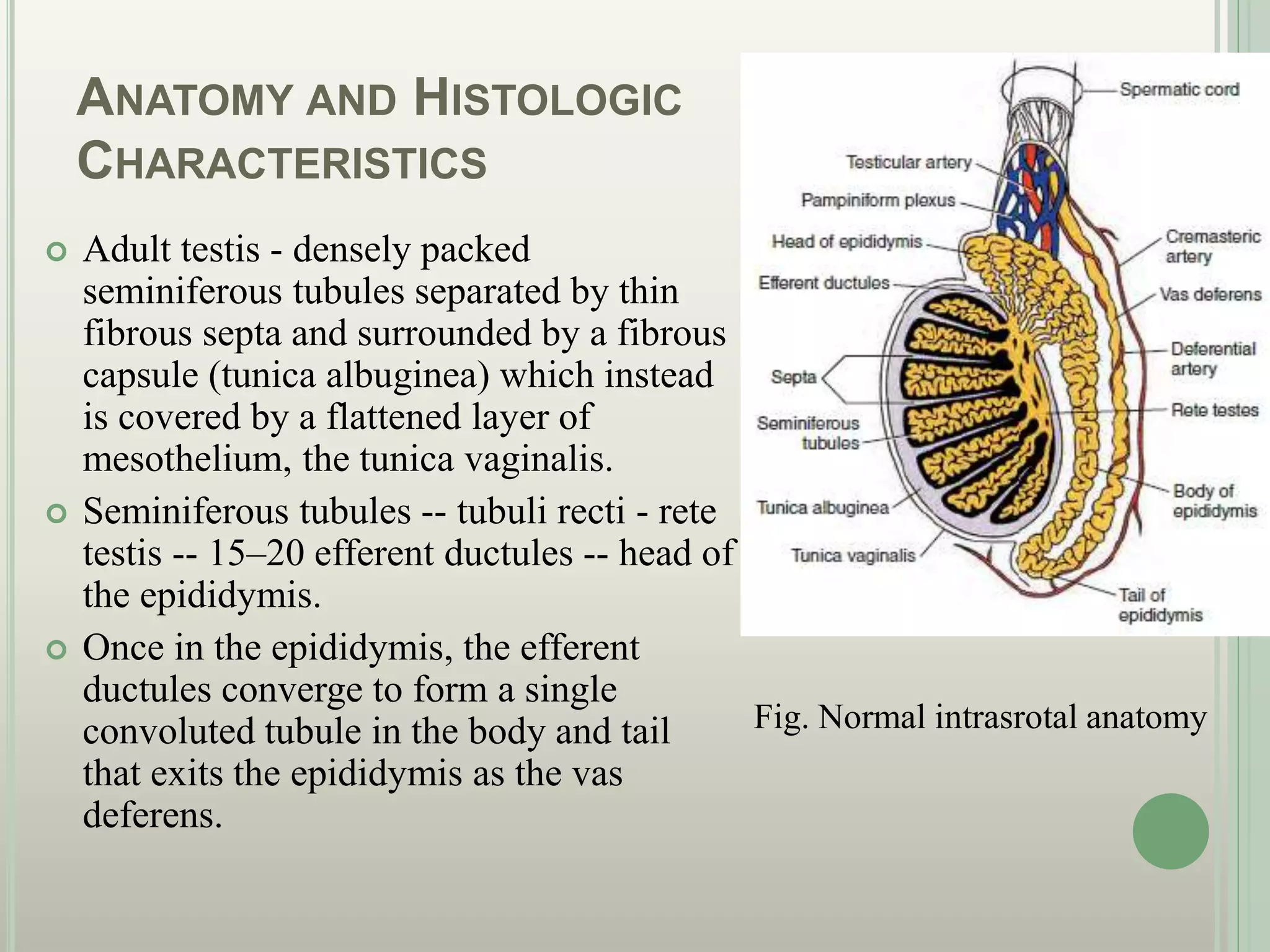 Testicular tumor imaging | PPTX
