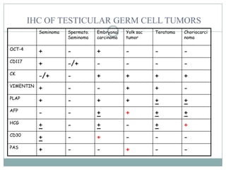 Testicular tumors | PPT