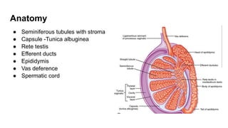 management of TESTICULAR TUMORS | PPTX