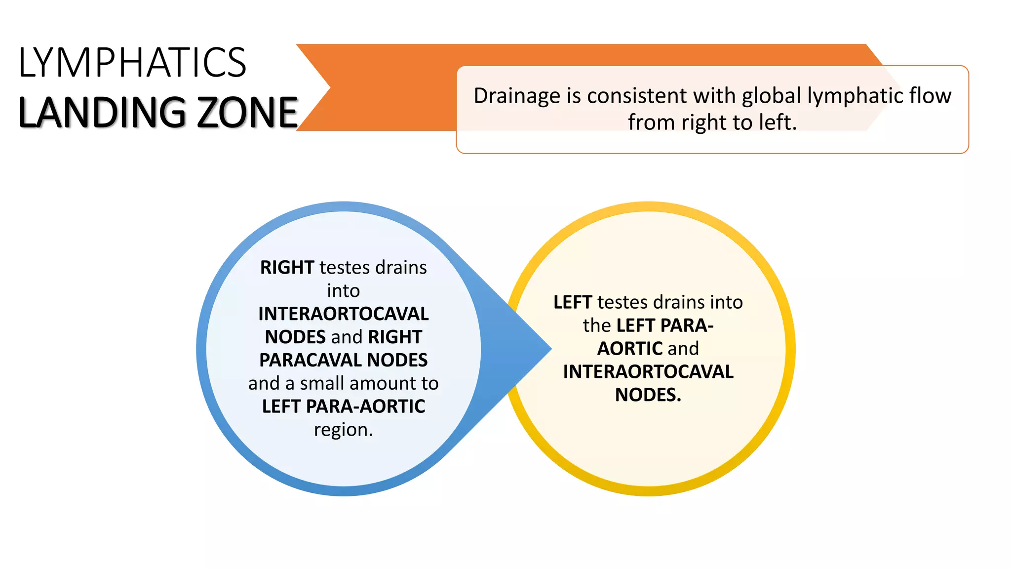 TESTICULAR TUMORS Etiopathogenesis, Features and Treatment | PPTX