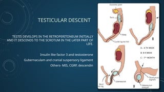 TESTICULAR Tumours an overview, pathological, onco logic management.pptx