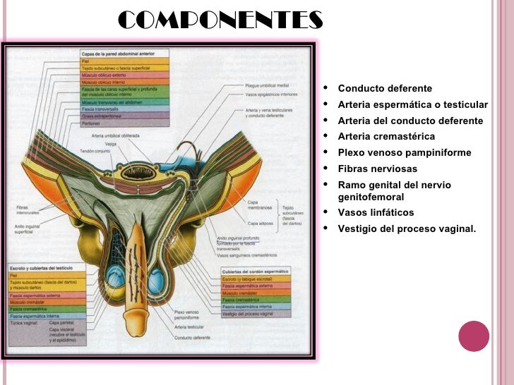 Escroto: Anatomía, Irrigación, Inervación Y Función – SXEO