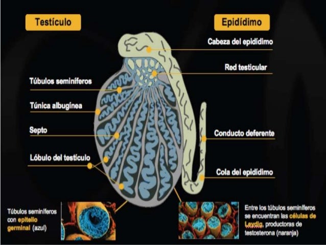 Testiculo