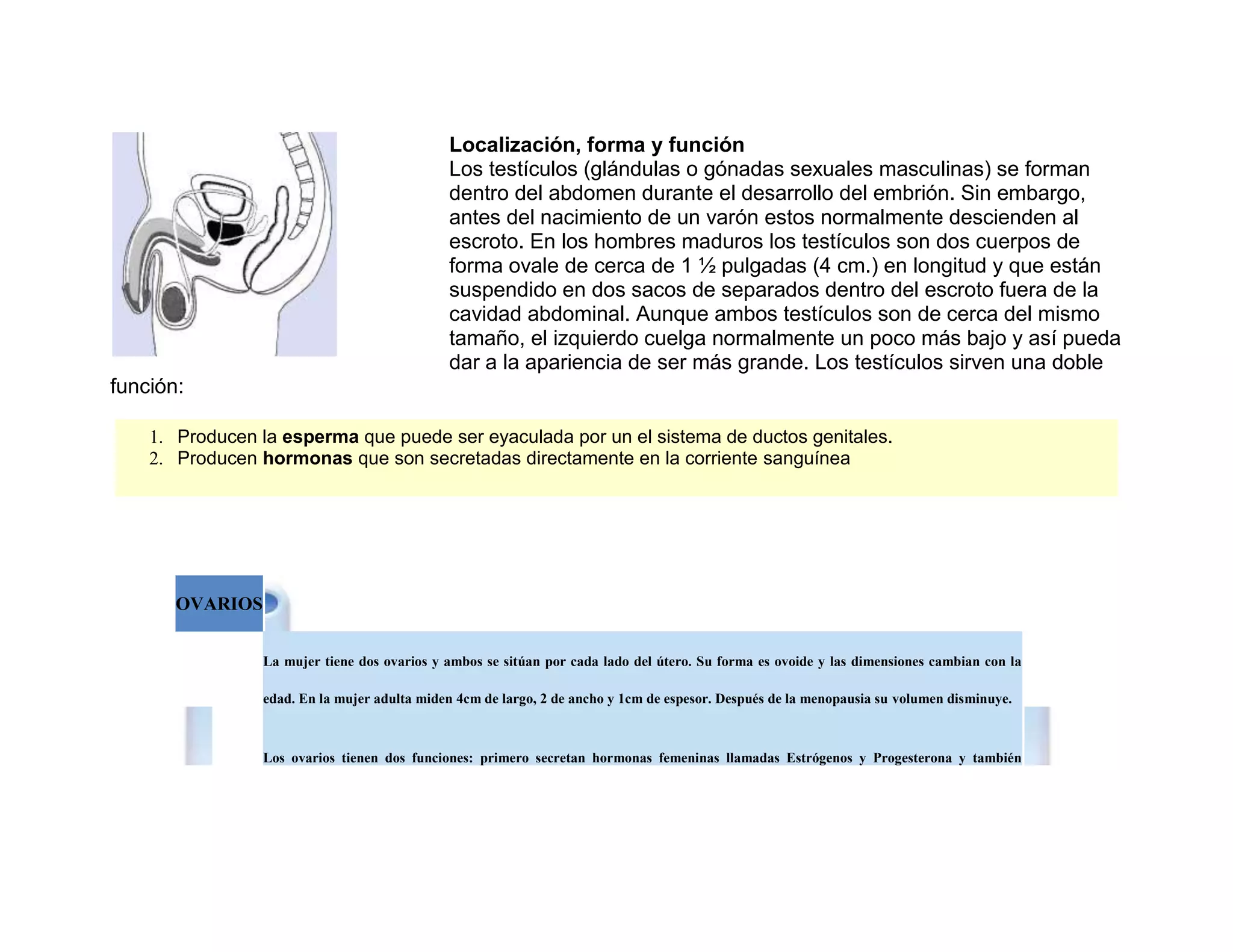 Testiculos | DOCX